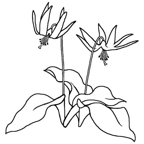 カタクリ 片栗 白黒 春の花 無料イラスト素材