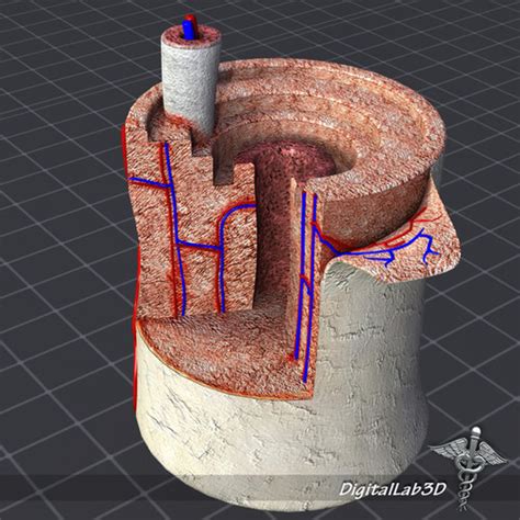 Bone Anatomy Clacydarch