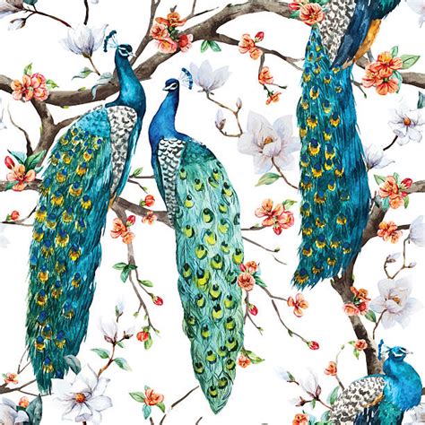 Peacock Illustrations Royalty Free Vector Graphics And Clip Art Istock