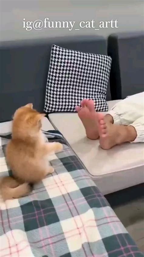 Cute Cat Reels Cute Kitten Reels Cute Kitten Videos Adorable