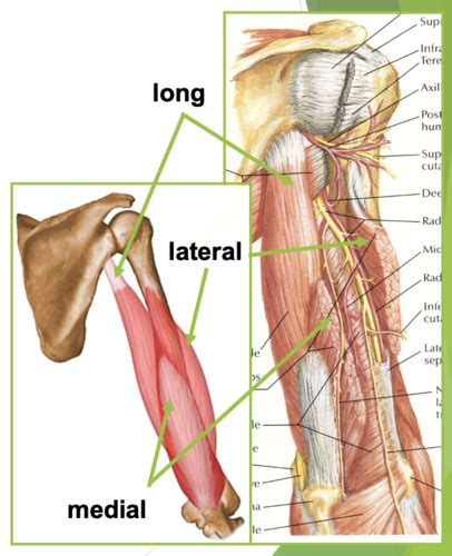 Elbow Lab Flashcards Quizlet