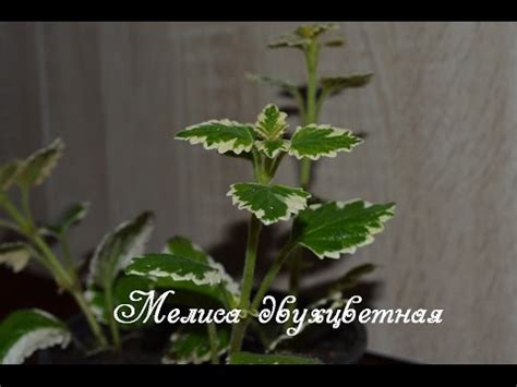 Мелисса. Черенкование мелиссы двухцветной, ампельной. Плектрантус ...