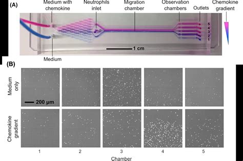 Neutrophil Chemotaxis Pack Microfluidics Innovation Center