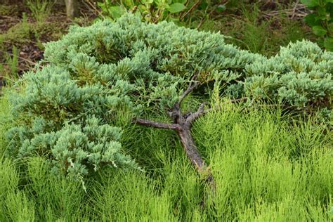 Juniperus Procumbens Stock Image Image Of Landscape 148469485