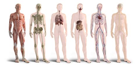Top 71 Anatomie Van Het Lichaam Organen Update
