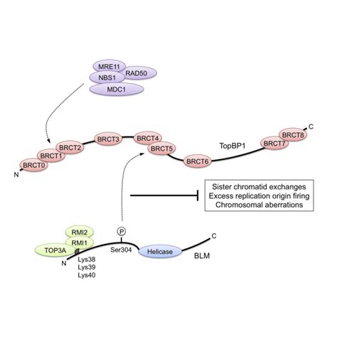 Topbp1 Interacts With Blm To Maintain Genome Stability But Is