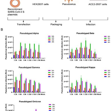 Optimization Of Sars Cov 2 Variants Pseudovirus Production A