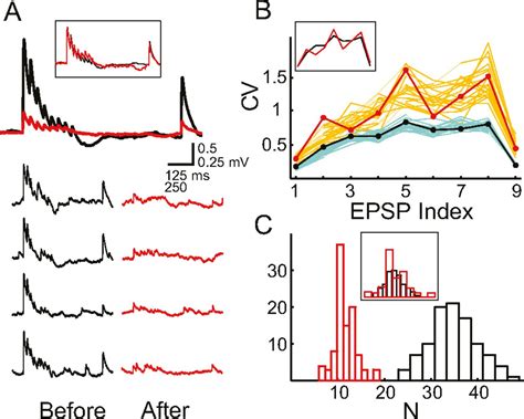 Matched Pre And Post Synaptic Changes Underlie Synaptic Plasticity
