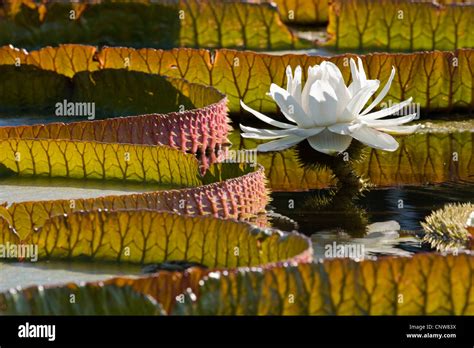 Amazon Water Lily Adaptations At Ellie Redmond Blog