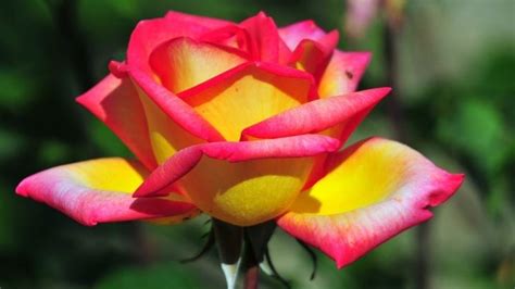Rosas Rosa Significando Noticias De Jardim