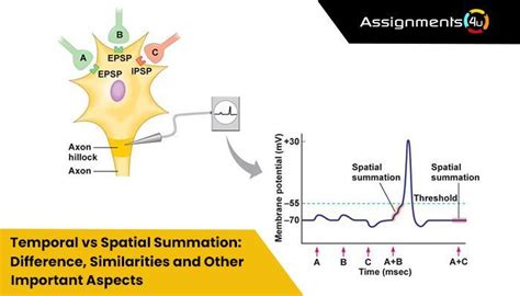 temporal vs spatial summation differences similarities and other