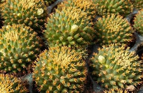 Mammillaria Camptotricha Cv Bru Giromagi Cactus