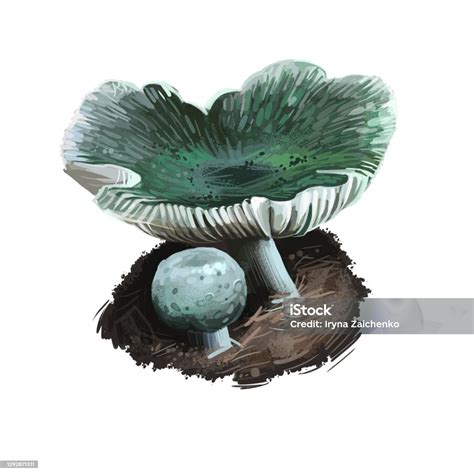 Russula Virescens 녹색 균열 또는 퀼트 취성 버섯 클로즈업 디지털 아트 일러스트 Wamp 색상 캡을 평평하게 한