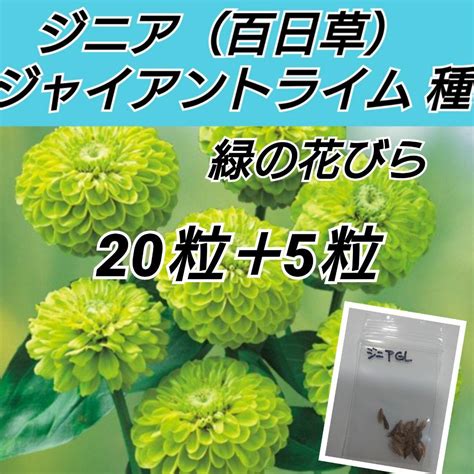 ジニア（百日草）ジャイアントライム 花種20＋5粒 メルカリ