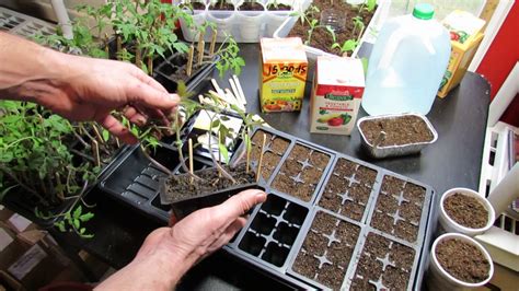 Starting Vegetable Seeds Indoors Planting Watering Feeding Tomatoes