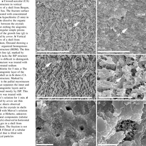 A Crossed Acicular Ca Microstructure In Vertical Fracture Of A Shell