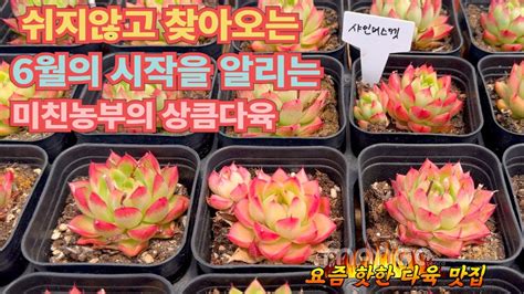 6월 첫시작을 알리는 상큼한 다육이들 홍수린양진라즈아가금굿모닝라울금먼로소인제금 Youtube