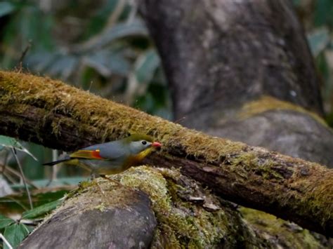 ソウシチョウ 可愛いけど特定外来生物侵略的外来種ワースト100 花と葉っぱ