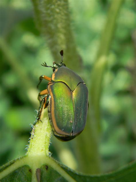 June Bug In July June Bug Bugs Virginia Insects Favorite Things