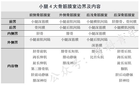 总结！一文掌握小腿四大骨筋膜室的边界与内容，速读！ 德医学院 助力医学教育发展！
