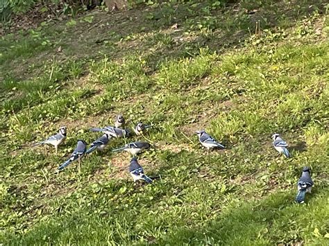 Ebird Checklist 11 May 2023 Private Home Turf 4 Species