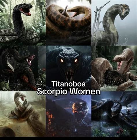 Pin By Shira Johnson On Scorpio Zodiac Scorpio Art Scorpio Zodiac Facts Zodiac Characters