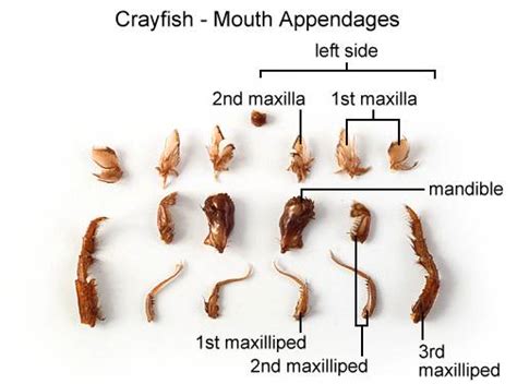 Aqua Fanatic Crayfish Anatomy