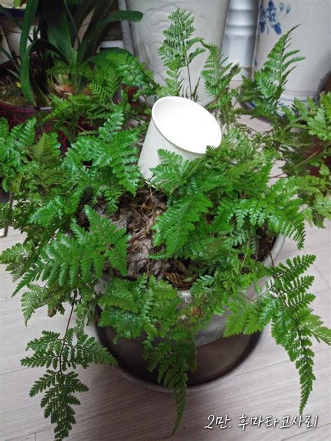 궁금해요 전 후마타고사리키우기가 넘 어려워요 점점 잎이 떨어지는데 처방부탁드려요 이랬던 얘가 점점 머리숱이 줄어드네요 흙을 만 꼬마정원다육꽃야생화