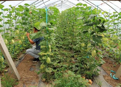 農民種植一種香瓜口感清脆香甜5畝收入10萬元秘訣在哪裏 每日頭條