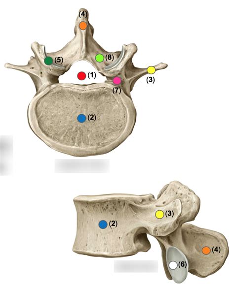 Lumbar Vertebra L1 L5 Diagram Quizlet