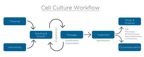 Gilson Cell Culture