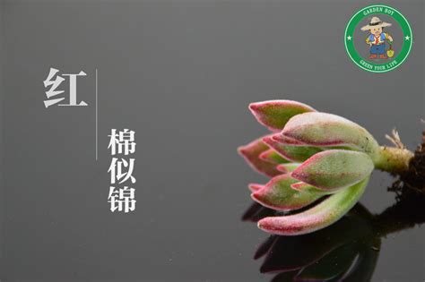 锦晃星 gardenboy taobao 高清图片堆糖美图壁纸兴趣社区