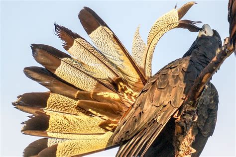Yellow Tailed Black Cockatoos Spotted In Large Numbers In Northern Nsw