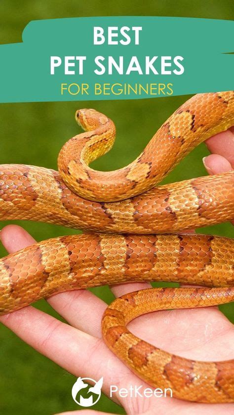 Pet Snakes for Beginners