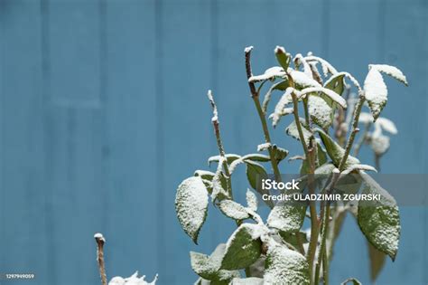 파란 배경 정원 및 겨울 개념에 위더프로스트로 덮여 시들어 장미 가지 서리 질감 클로즈업 플랫 레이 상단 보기 0명에 대한 스톡 사진 및 기타 이미지 Istock