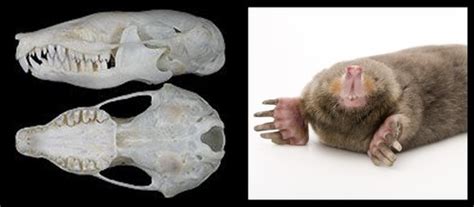 BIO 452 Lab Practical 1 SKULLS Flashcards Quizlet