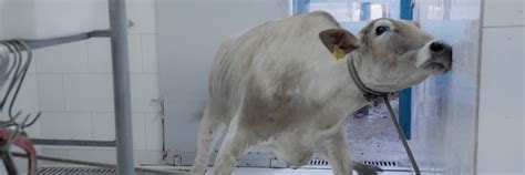 Investigation Extreme Abuse In Slaughterhouses Even With Oversight