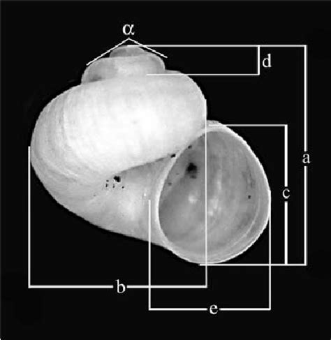 Shell Morphometry Measurements A Height Of Shell B Width Of Body