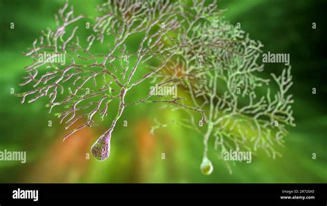 Purkinje Cell Of The Cerebellum Computer Illustration Purkinje Nerve Cells Have A Flask Like