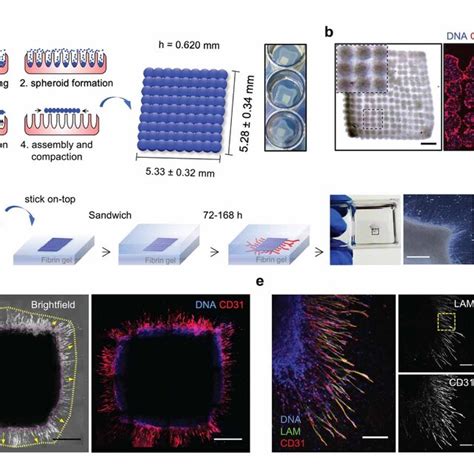 Production And Functionality Of Patch Like Spheroid Based Vascular