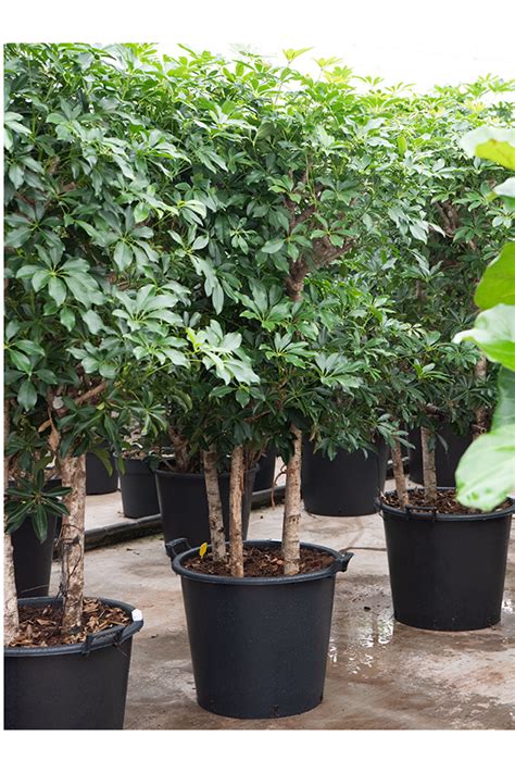 Schefflera Arboricola Compacta Snelle Levering Fleurdirect Fleurdirect