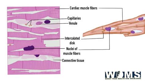 Cardiac Muscle Diagram Anatomy And Clinical Significance Woms