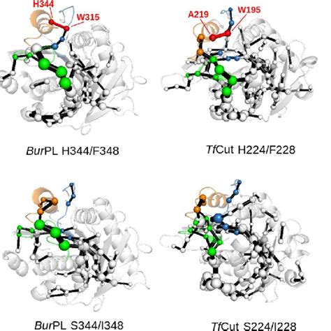 Representative Structures Of The Different Tryptophan Conformations