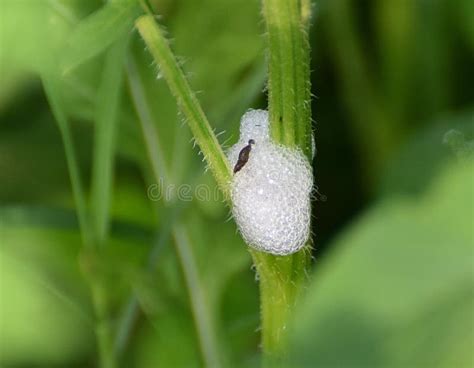 Spittlebug Foam On Wild Plant Stock Image Image Of Surrounding Wildflower 402670913