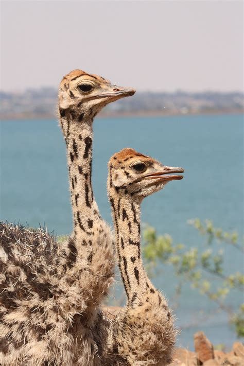Autruche Afrique Raté Photo gratuite sur Pixabay Pixabay