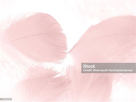 흰색 배경에 아름다운 추상적 인 밝은 핑크 깃털 분홍색 패턴과 분홍색 배경에 흰색 깃털 프레임 질감 테마 벽지와 발렌타인 데이를 사랑 그런지 이미지 기법에 대한 스톡 사진