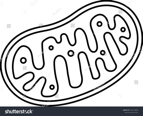 Mitochondria Over 1622 Royalty Free Licensable Stock Vectors And Vector