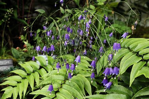 井頭公園の高山植物館にて 21年7月1 フシグロセンノウシライトソウツクシカラマツチダケサシヤクシマショウマソバナツクシ
