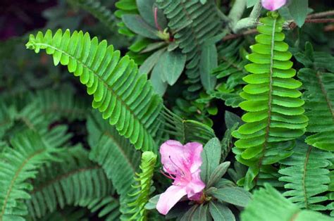 How To Plant Azalea Complete Growing Care Tips