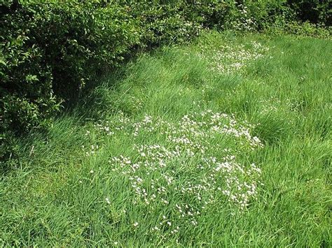 St Augustine Grass Diseases Identification And Treatment